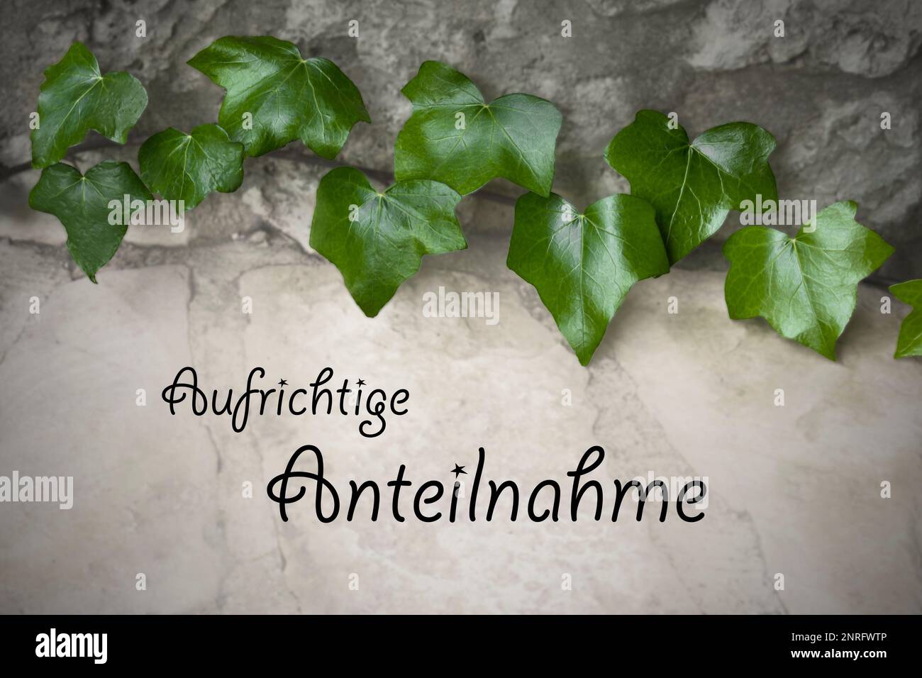 Green ivy on grey stone with german text Aufrichtige Anteilnahme ...