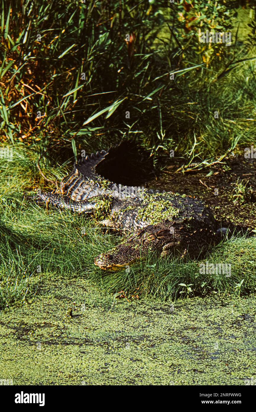A sleeping alligator in the wetlands Stock Photo - Alamy