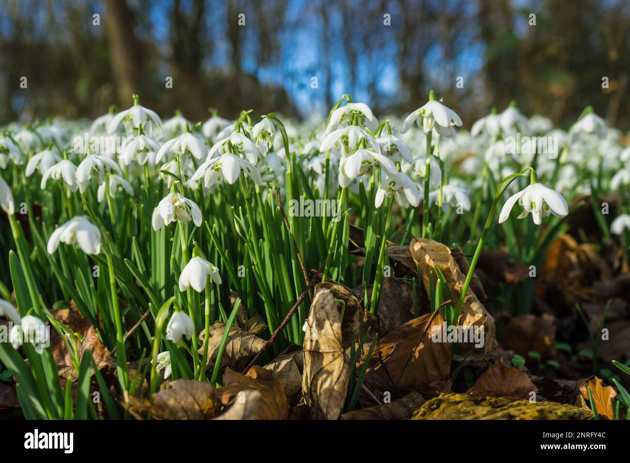 Early flowering snowdrop hi-res stock photography and images - Alamy