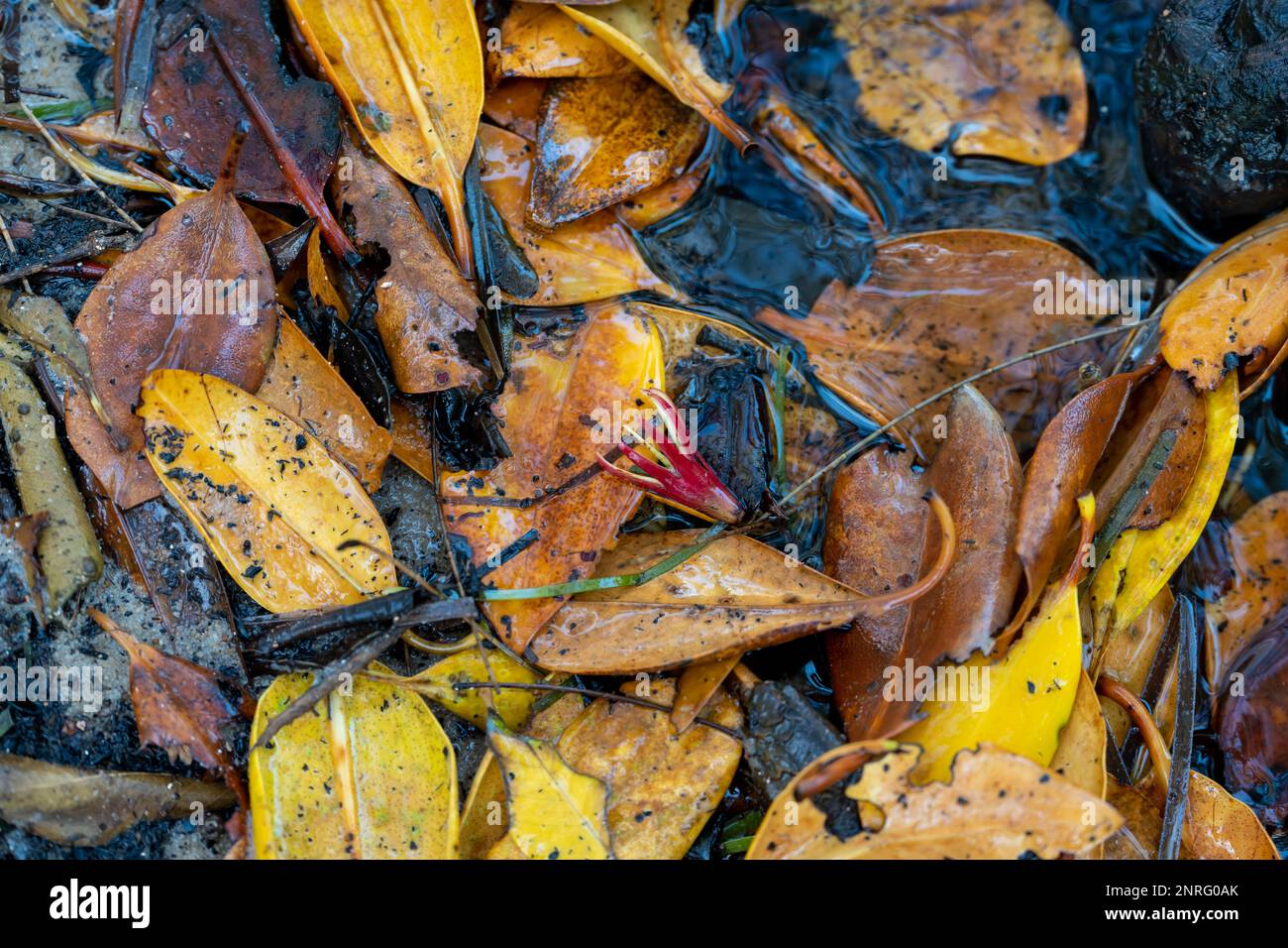 Fallen mangrove leaves in yellow and brown tones, with a single red ...