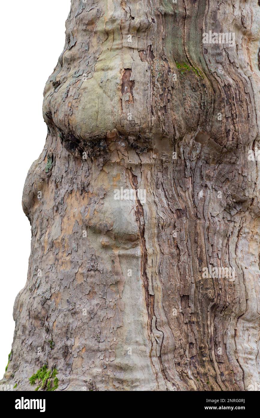 Fissured bark hi-res stock photography and images - Alamy