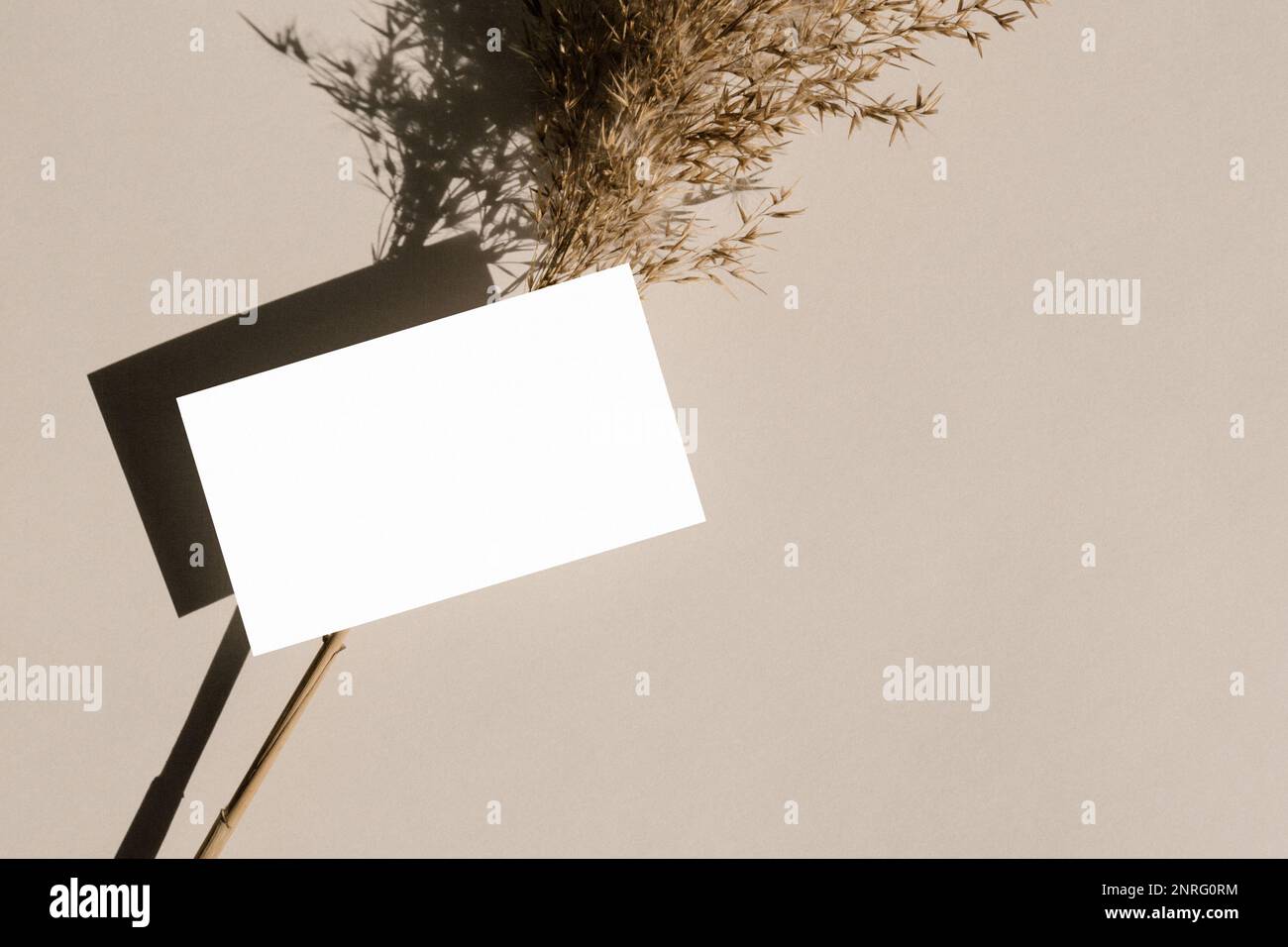 Business card mockup on pampas stem Stock Photo - Alamy