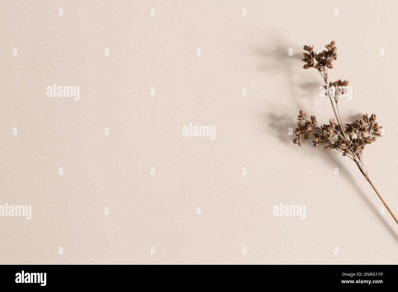 Dried foliage hi-res stock photography and images - Alamy