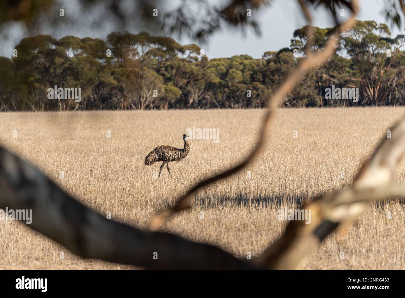 Emu spotting in the middle of the grass in the landscape in Australia ...