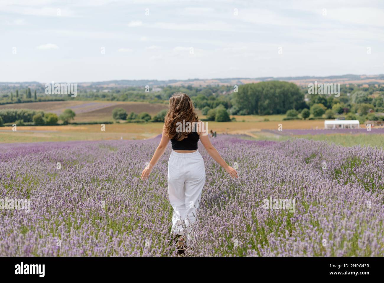 Running through the fields of an English lavender field Stock Photo - Alamy