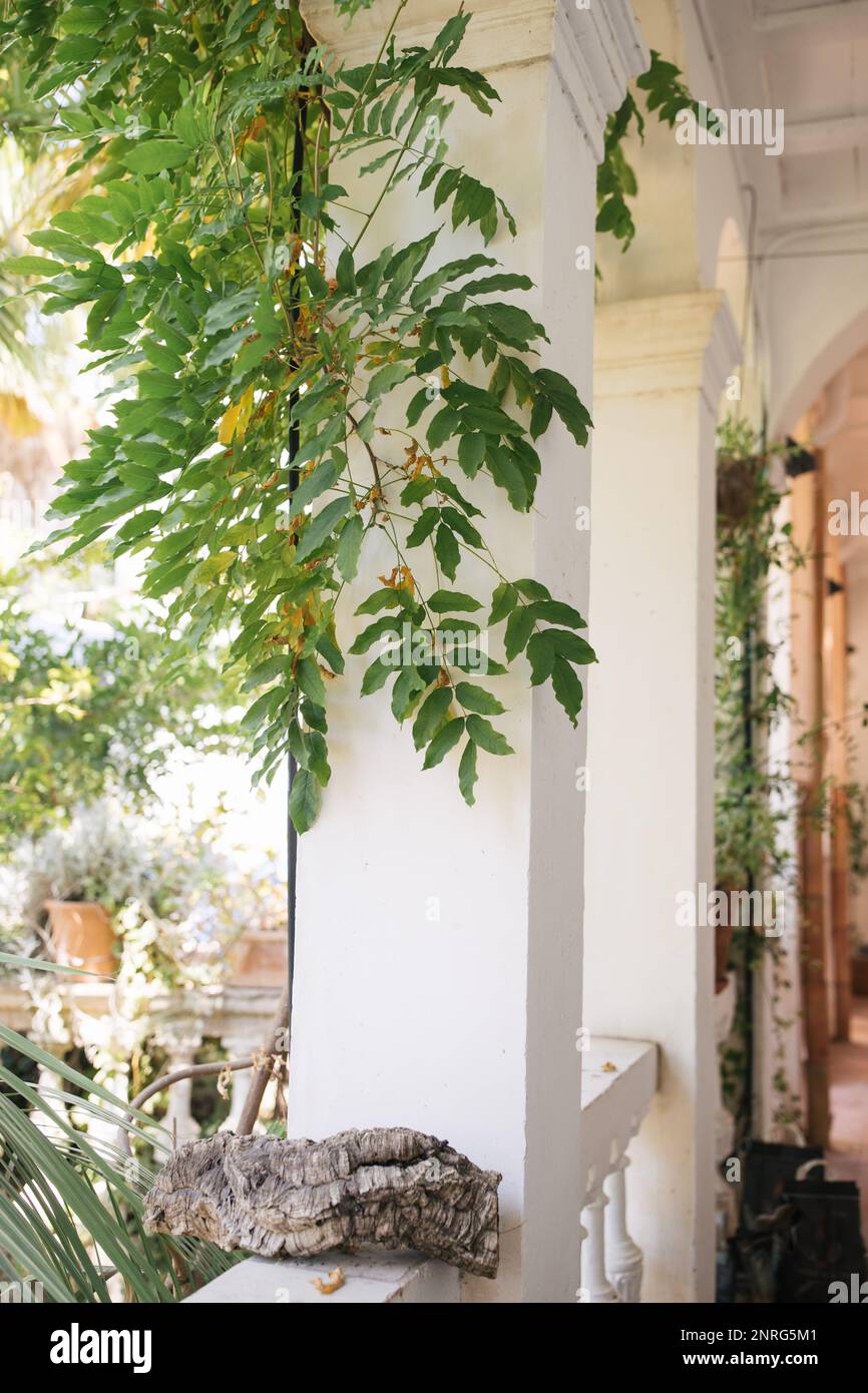 Plants Growing Against Column on White Front Porch in Costa Brav Stock ...