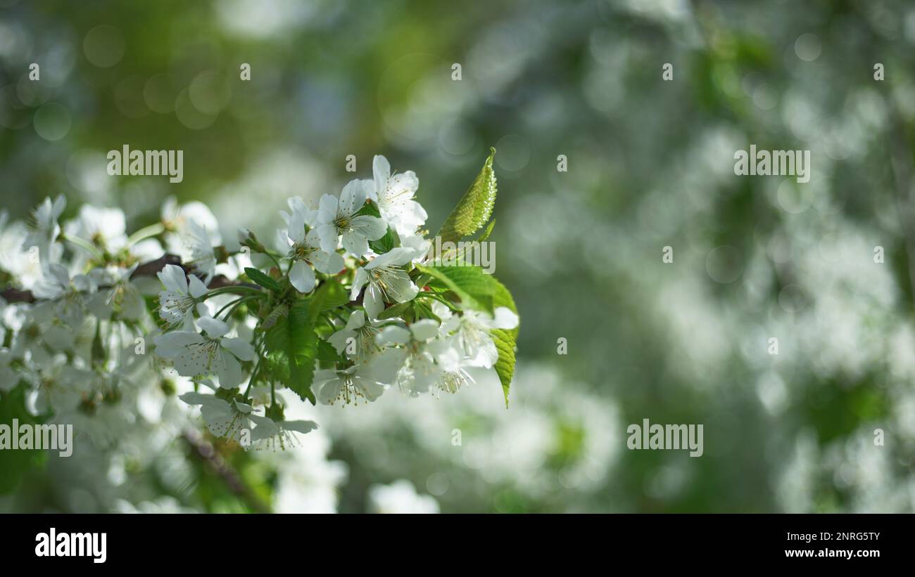 Flowering in the garden. Fruit trees bloom under the sun Stock Photo ...