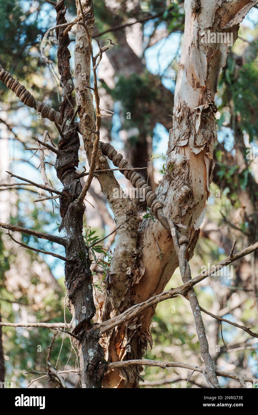 Paperbark tree hi-res stock photography and images - Alamy