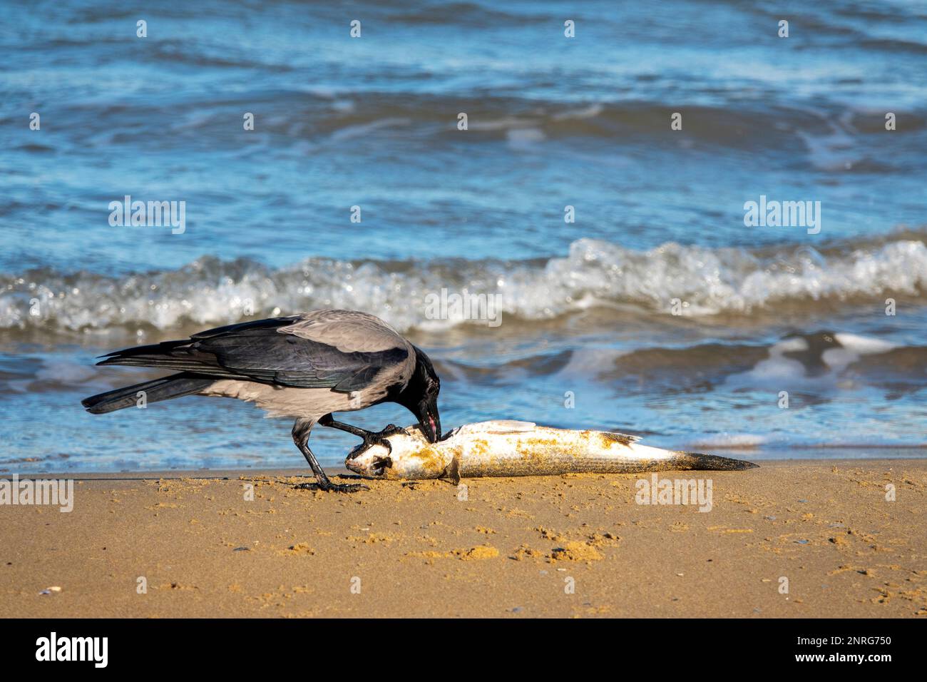 Hooded crow (Corvus cornix) eating a fish on the beach of Pescara ...