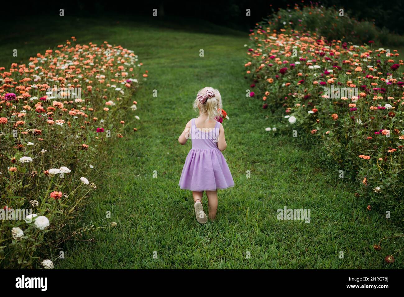 Girl walking through flower field of colorful zinnias Stock Photo - Alamy
