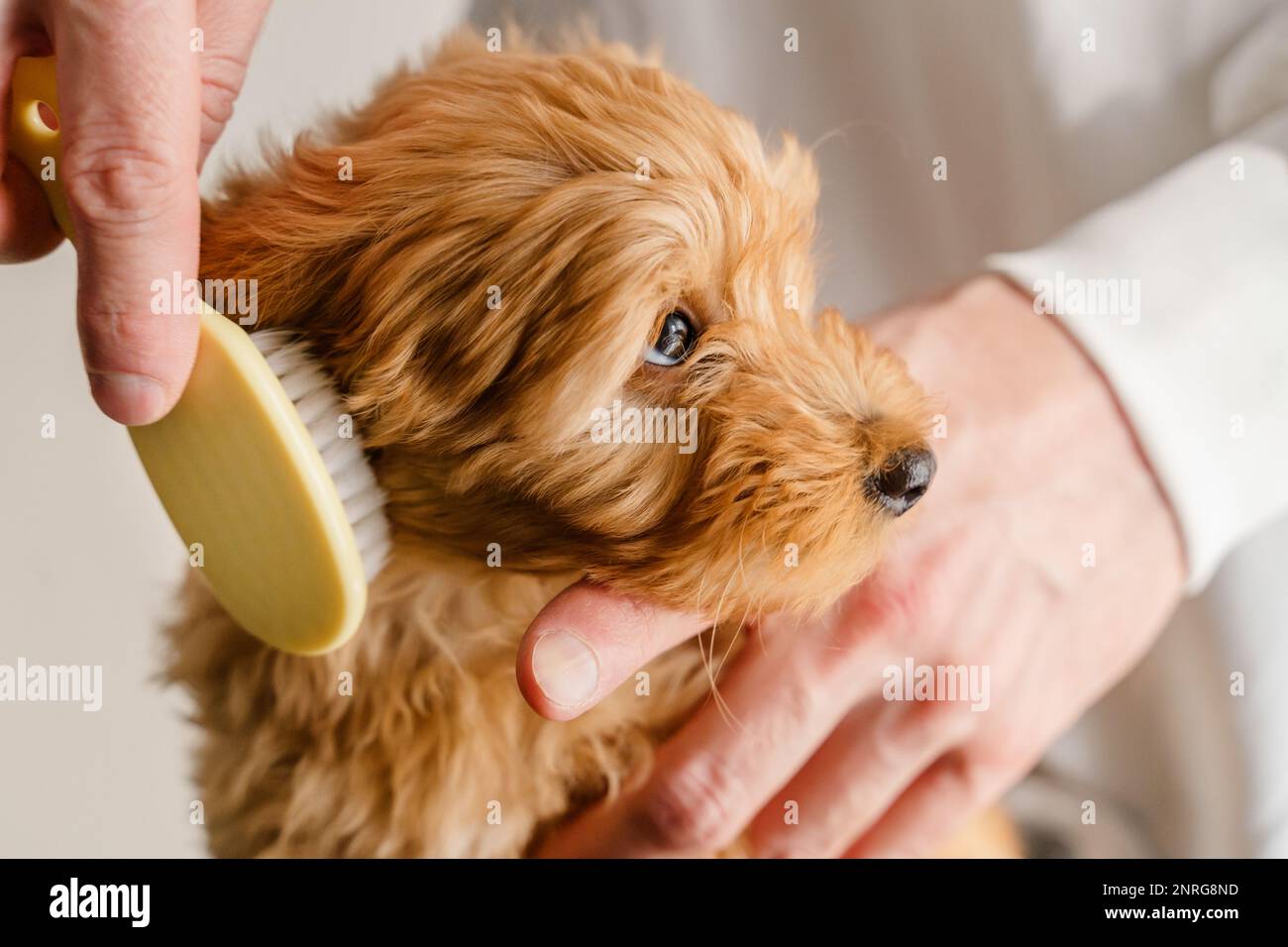Grooming a Maltipu Puppy. Combing purebred dogs Stock Photo - Alamy