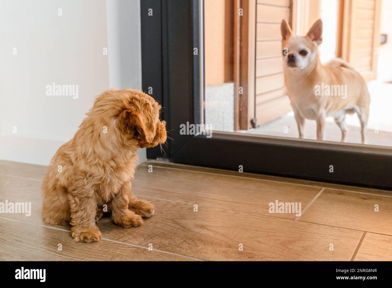 Maltipu puppy looks at a chihuahua standing outside the window Stock ...