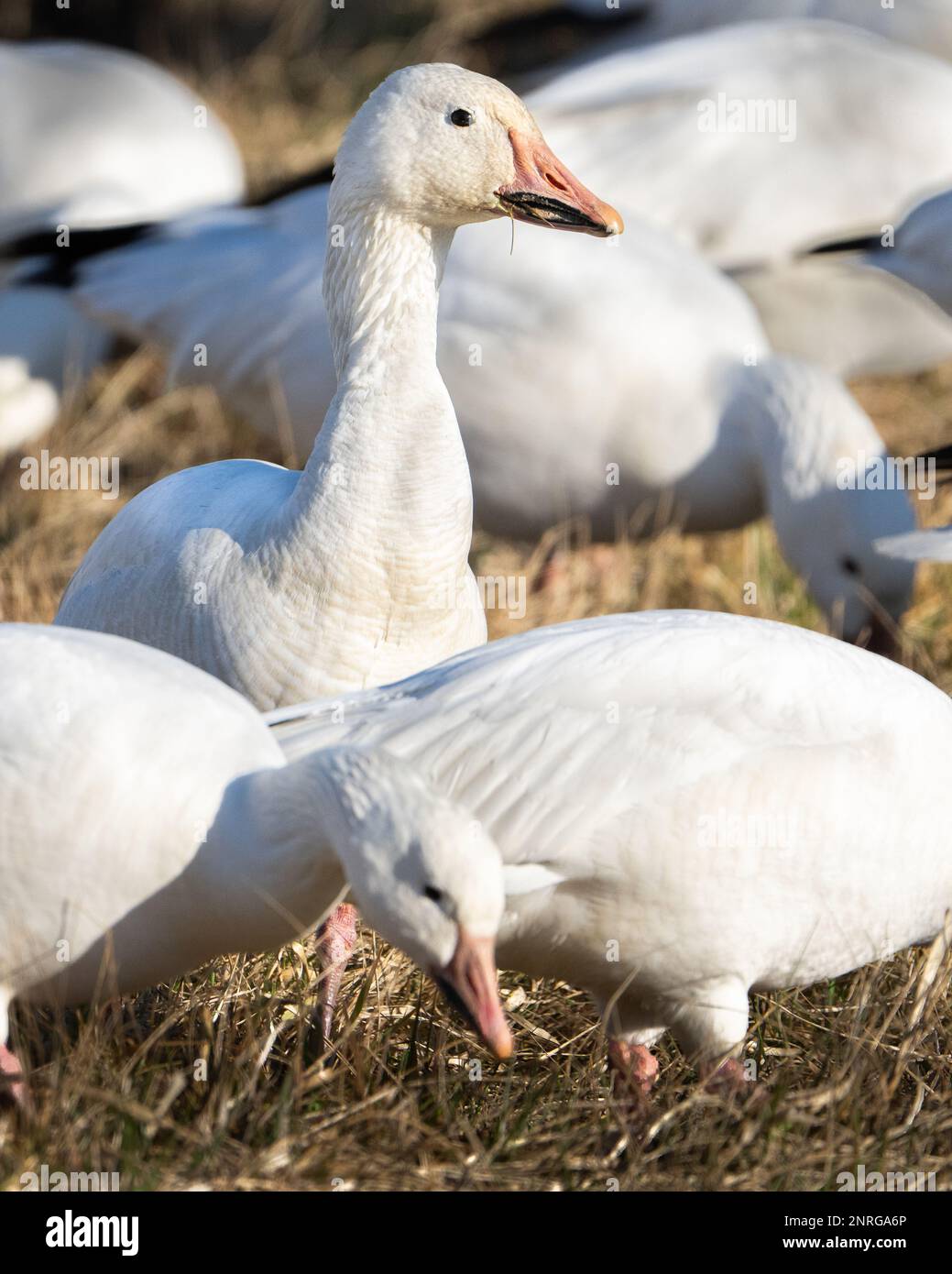 Snow goose geese flight field hi-res stock photography and images - Alamy