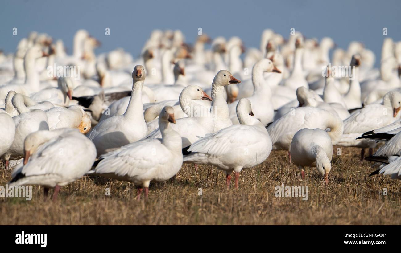 Pennsylvania snow geese hi-res stock photography and images - Alamy