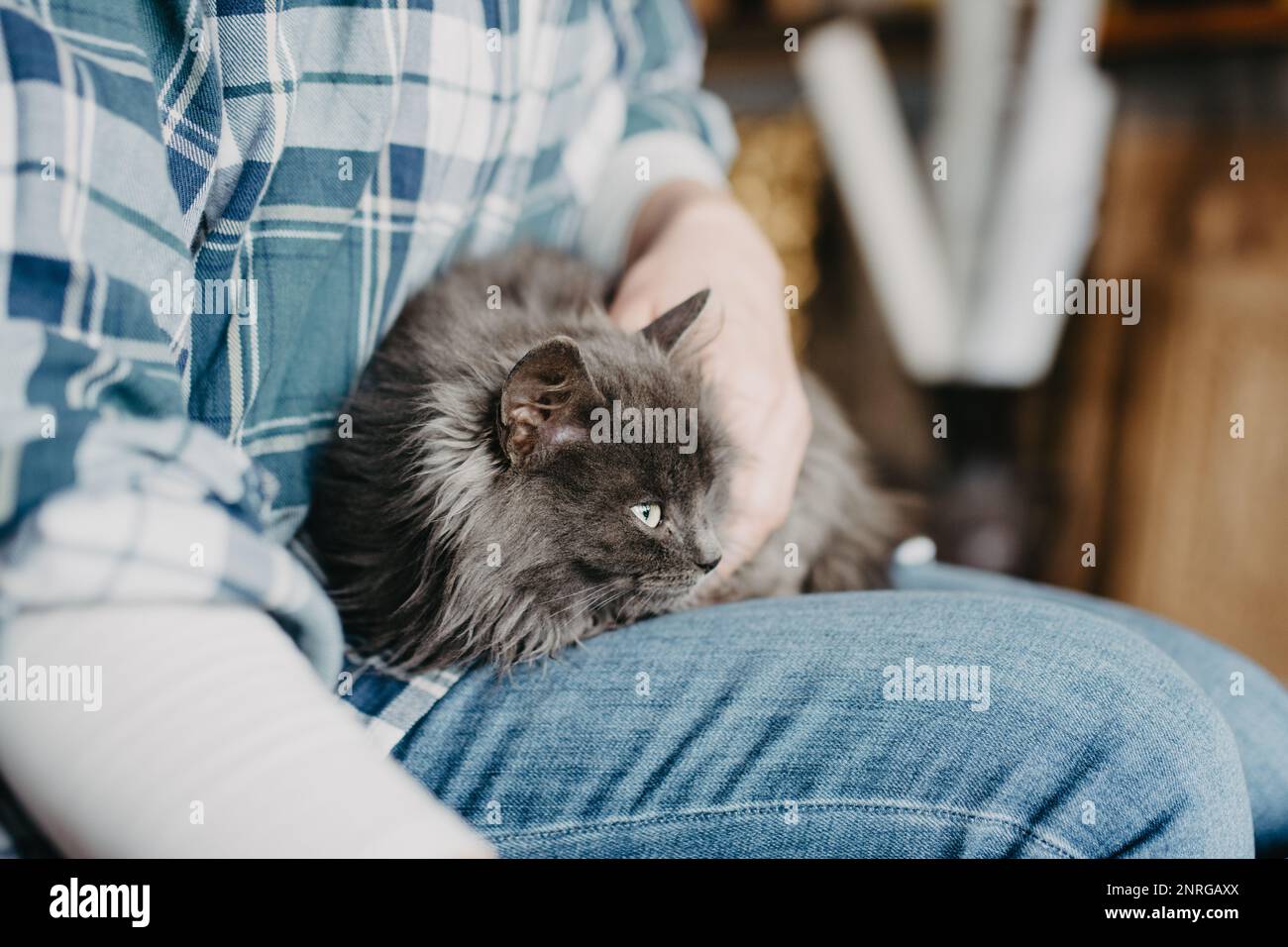 Grey furry cat lying on the lap Stock Photo - Alamy