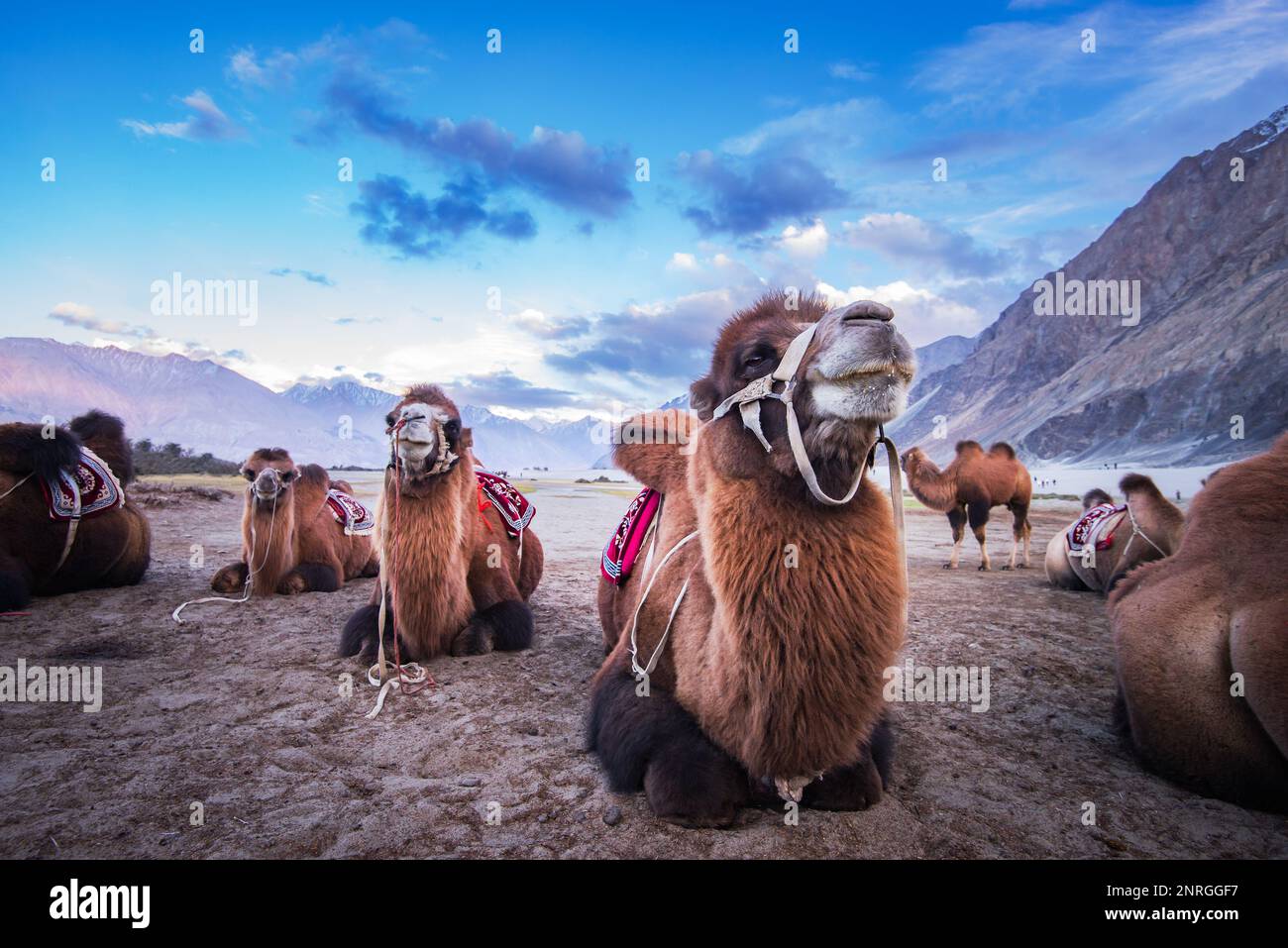 India camel safari hi-res stock photography and images - Alamy