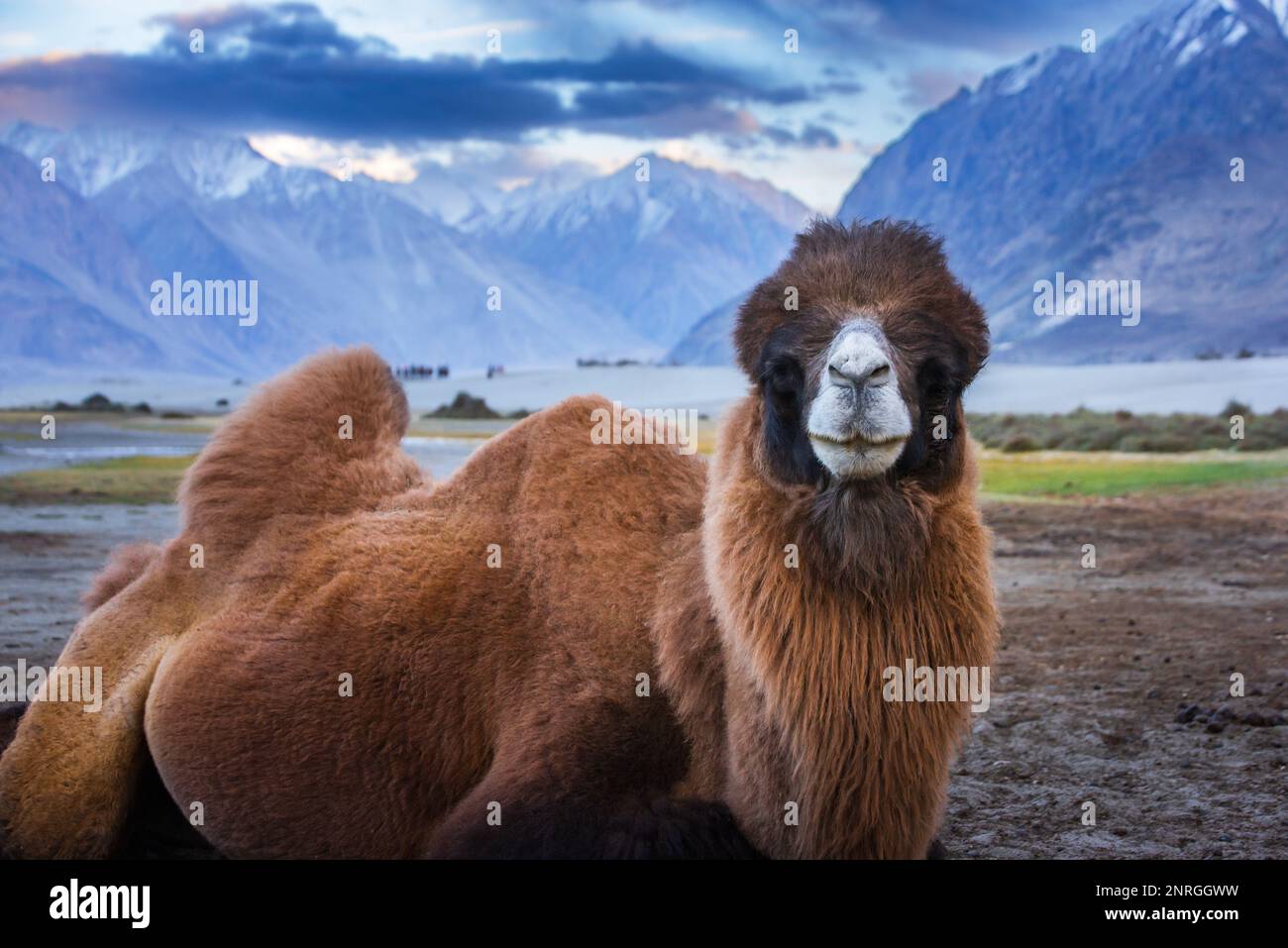 Himalaya india safari hi-res stock photography and images - Alamy