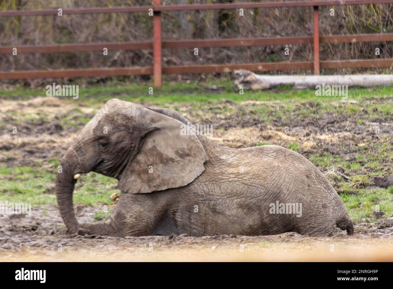 Tammi and Tonzi, two African Elephants at Howletts Zoo, are a majestic ...