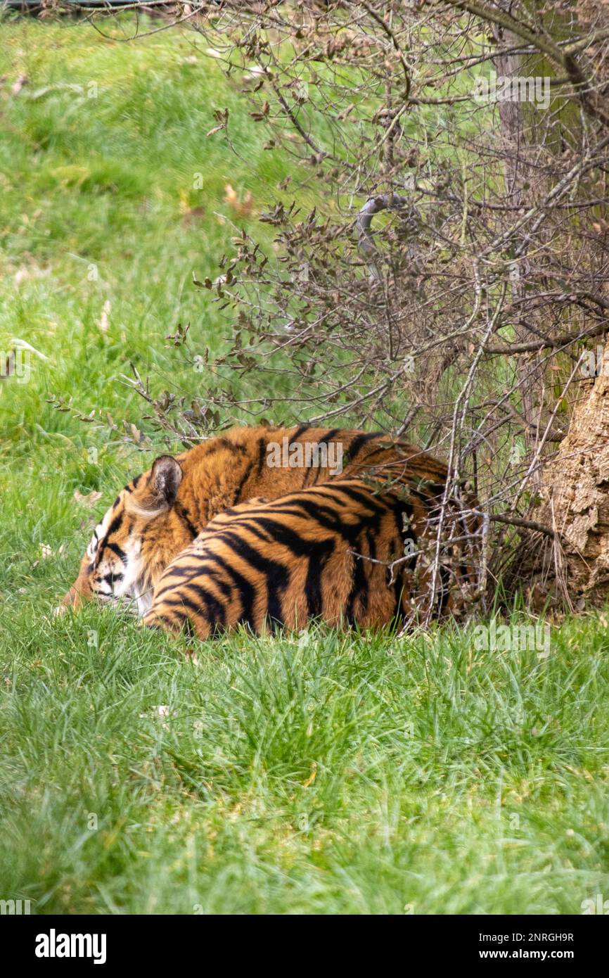 Meet Rimba, the majestic Sumatran tiger at Howletts Zoo. With his ...