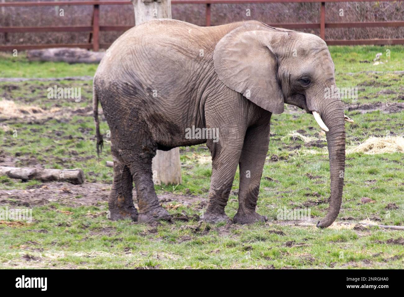 Elephant social structure hi-res stock photography and images - Alamy