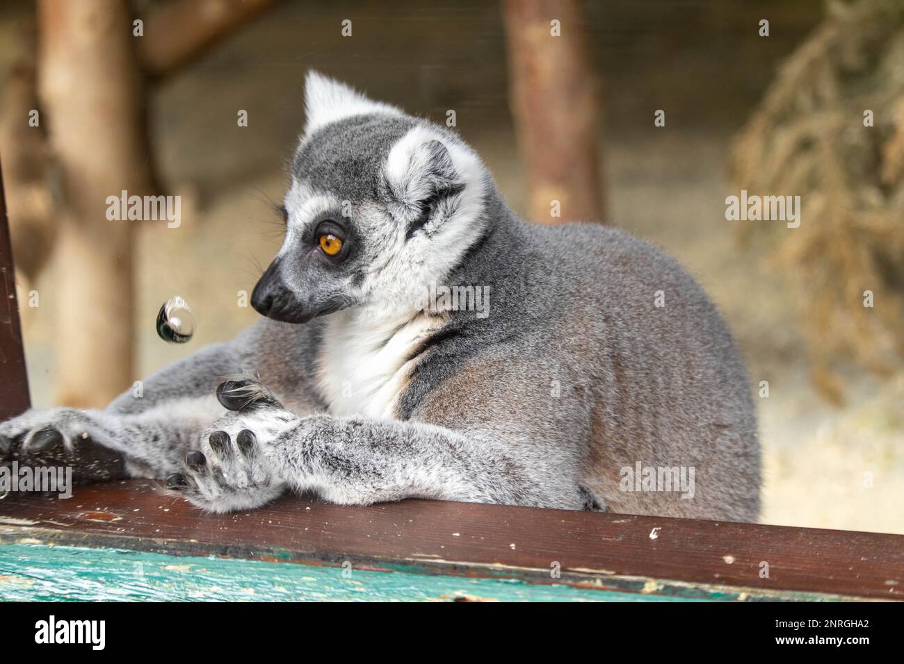 the adorable ring-tailed lemur at Howletts Zoo. With her distinctive ...