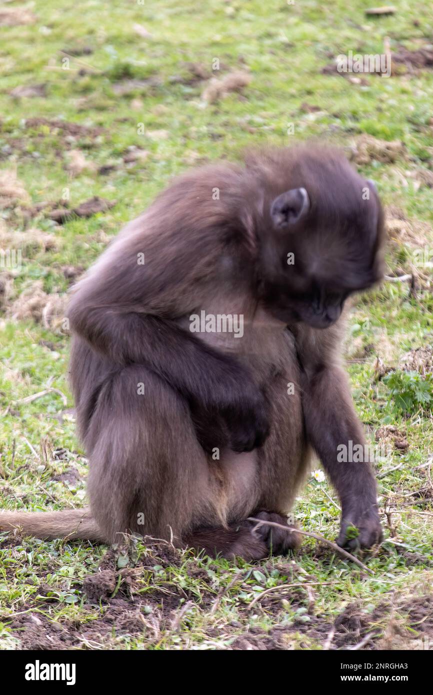Gelada baboons are large, social primates native to Ethiopia with ...