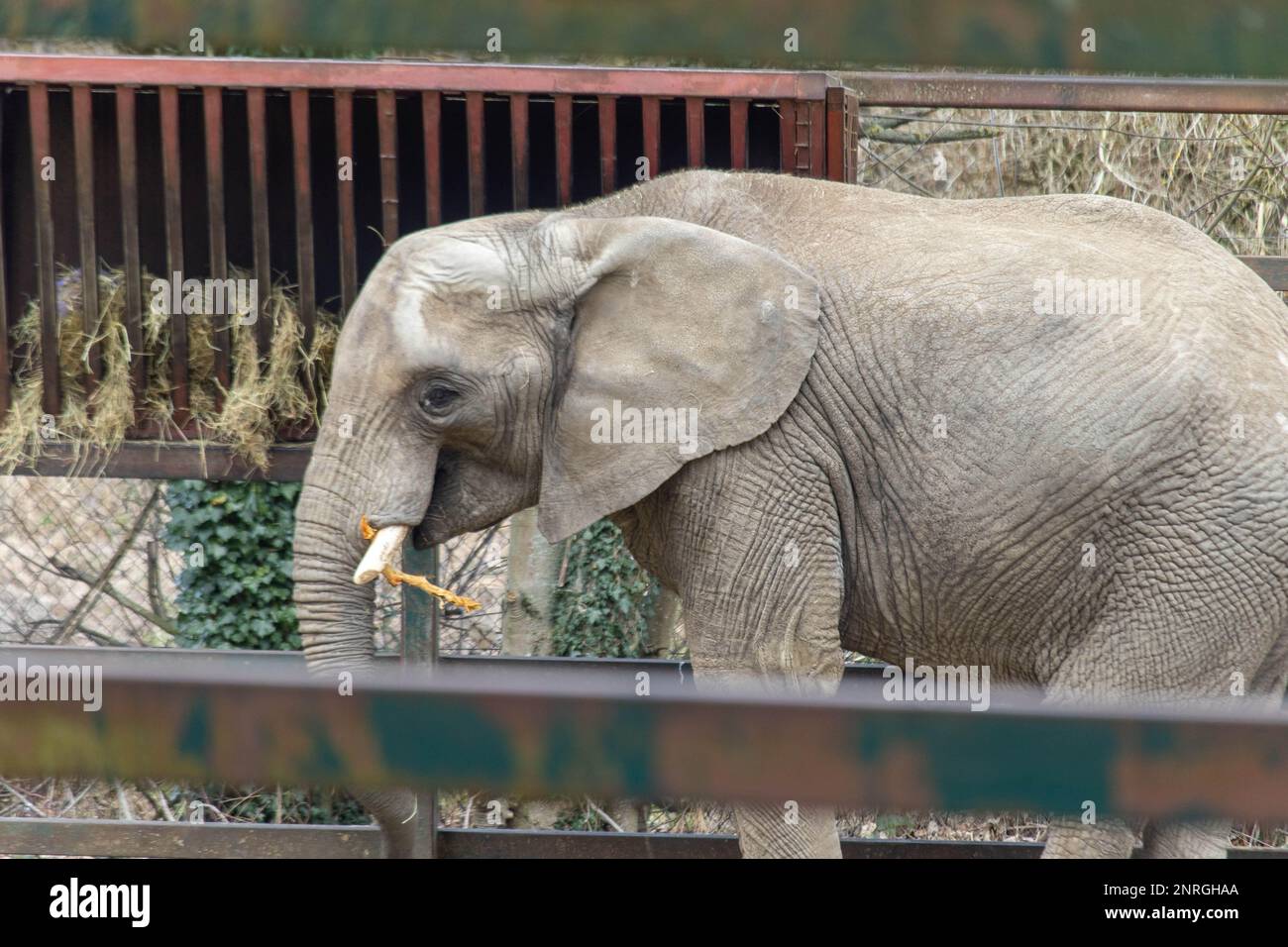 Tammi and Tonzi, two African Elephants at Howletts Zoo, are a majestic ...