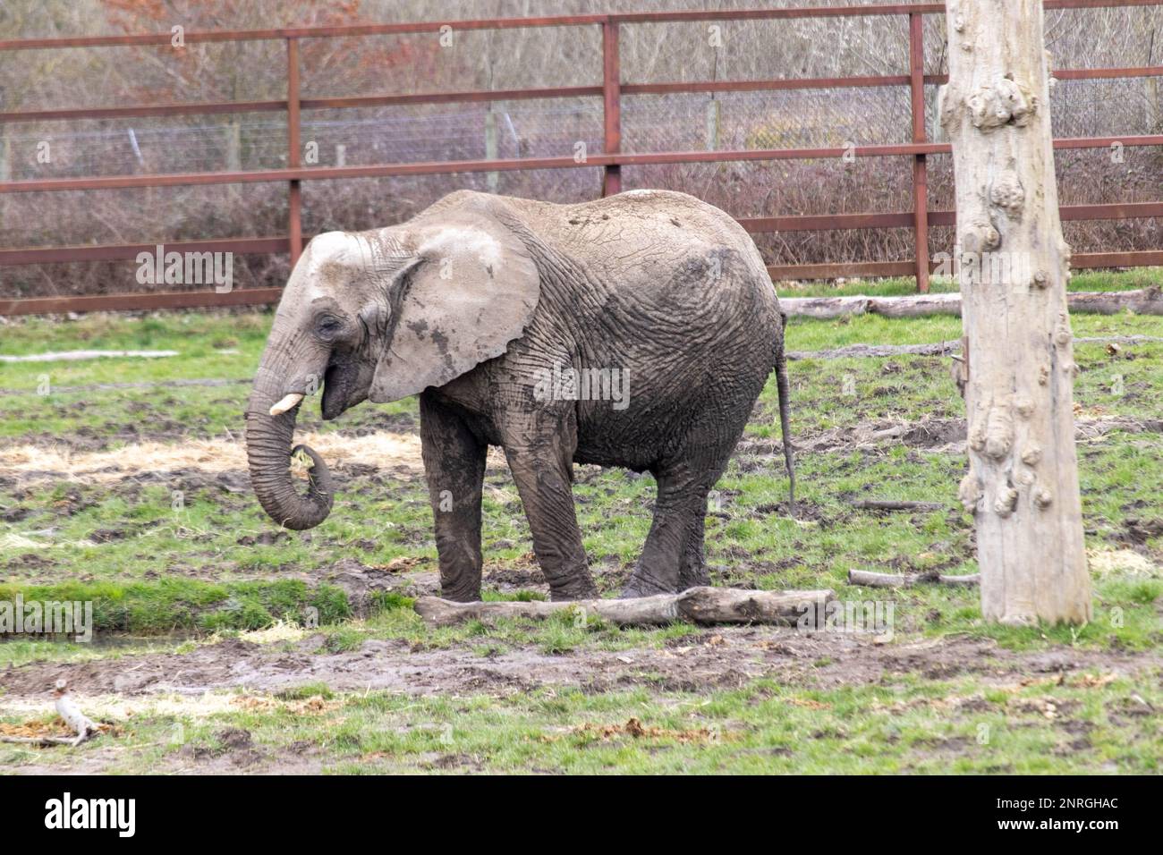 Tammi and Tonzi, two African Elephants at Howletts Zoo, are a majestic ...