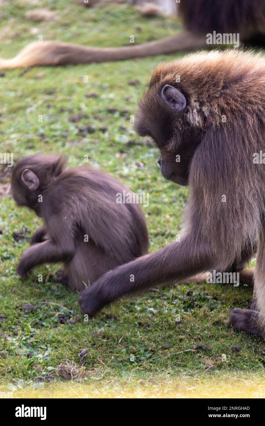 Gelada baboons are large, social primates native to Ethiopia with ...
