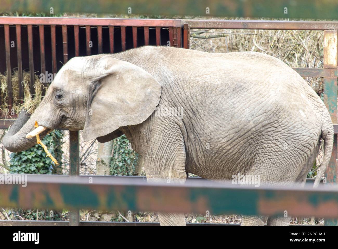 Tammi and Tonzi, two African Elephants at Howletts Zoo, are a majestic ...