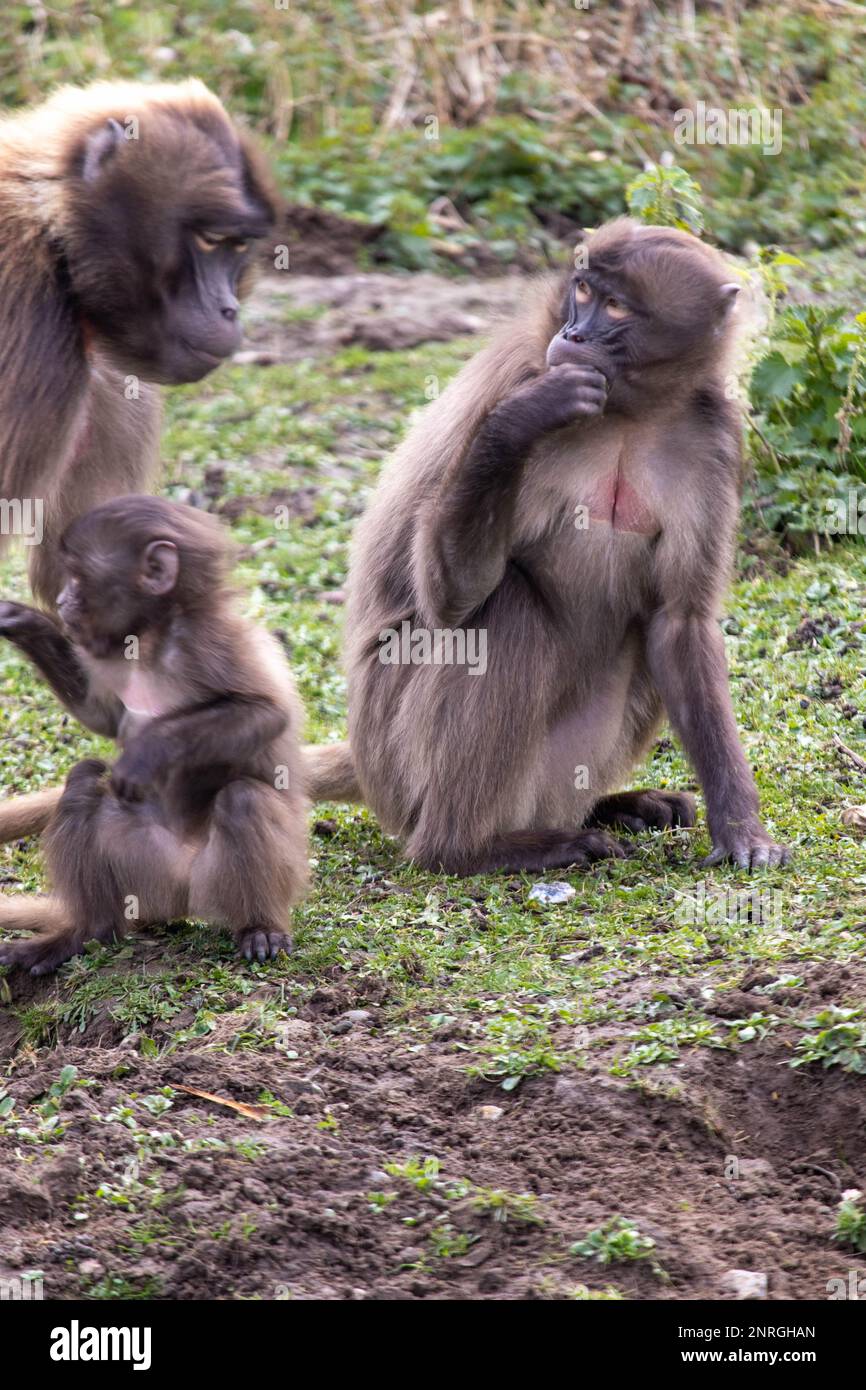 Gelada baboons are large, social primates native to Ethiopia with ...