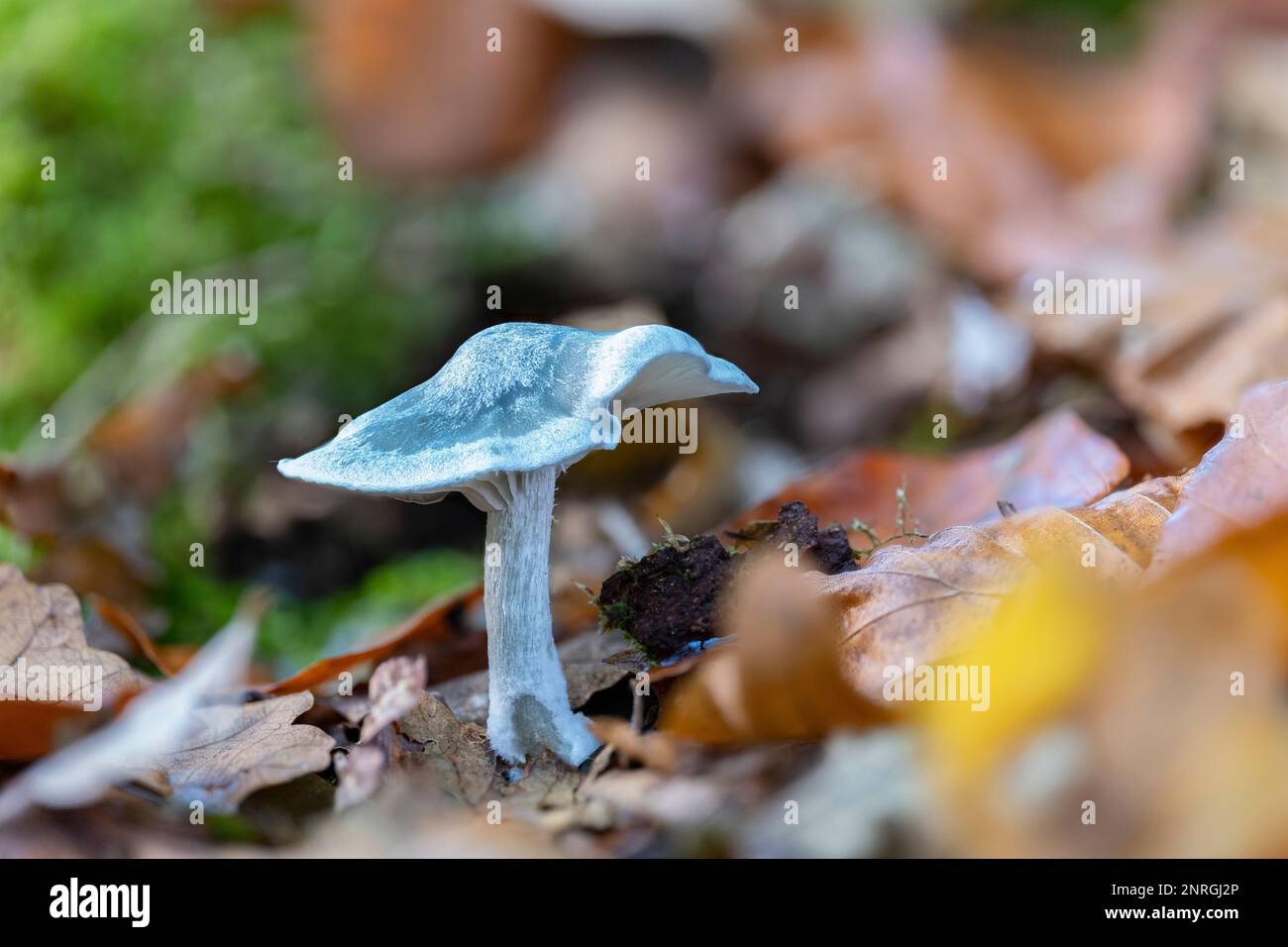 A closeup of a aniseed funnel mushroom (Clitocybe odora). This mushroom ...