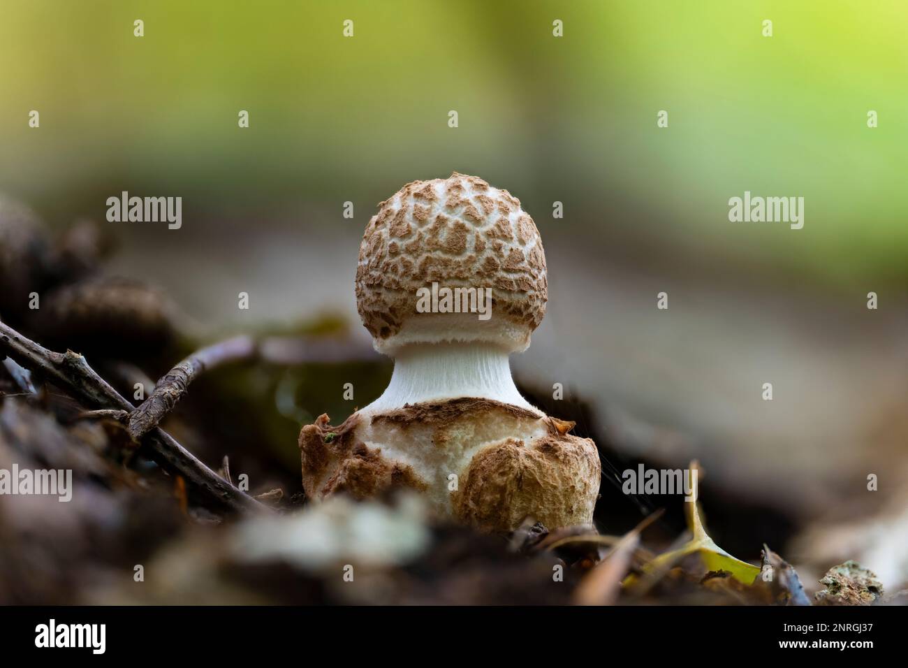A closeup of a very young false death cap mushroom (Amanita citrina). A ...