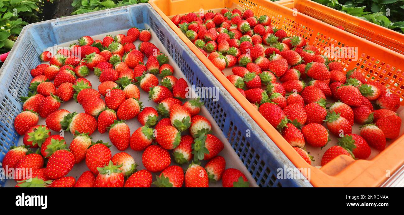 A photo shows strawberry in Kanuma City, Tochigi Prefecture on December ...
