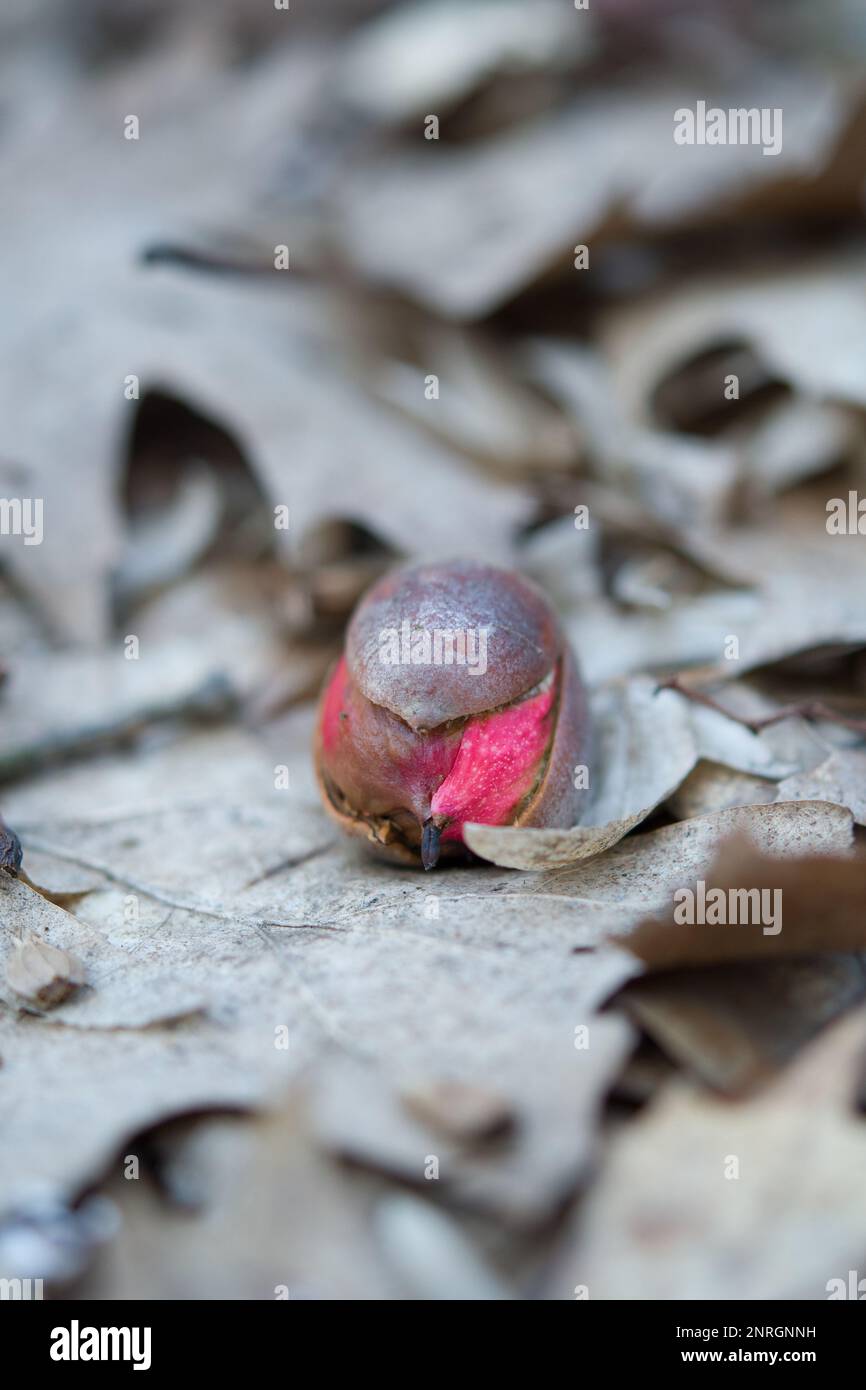 Spring oak sprout close up. Sprouted seed acorn, the birth of a new ...
