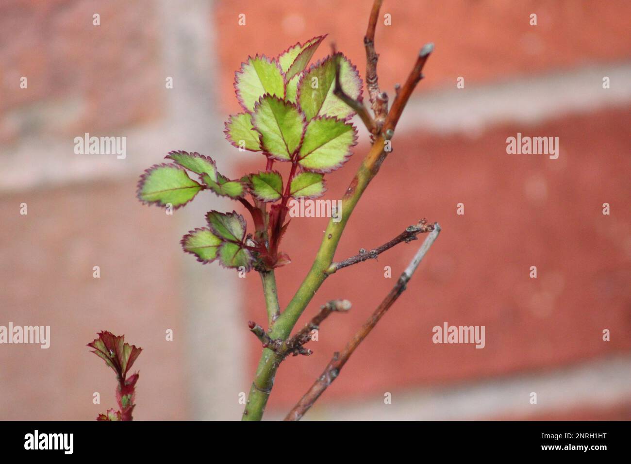 Baby leaf hi-res stock photography and images - Alamy