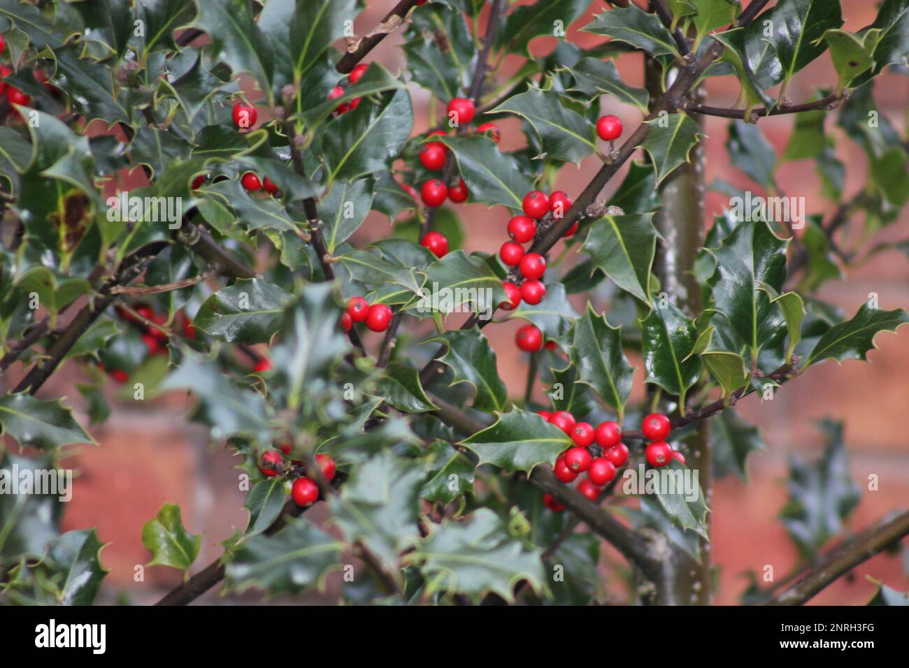 Beauty botanical bush bushy hi-res stock photography and images - Alamy