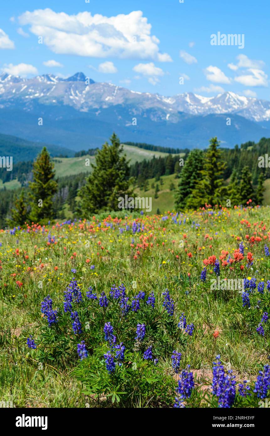 Wildflowers blooming on Shrine Pass, Vail, Colorado, USA Stock Photo ...