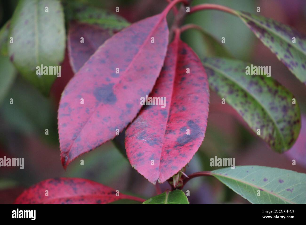 Burgundy red blade leaves hi-res stock photography and images - Alamy