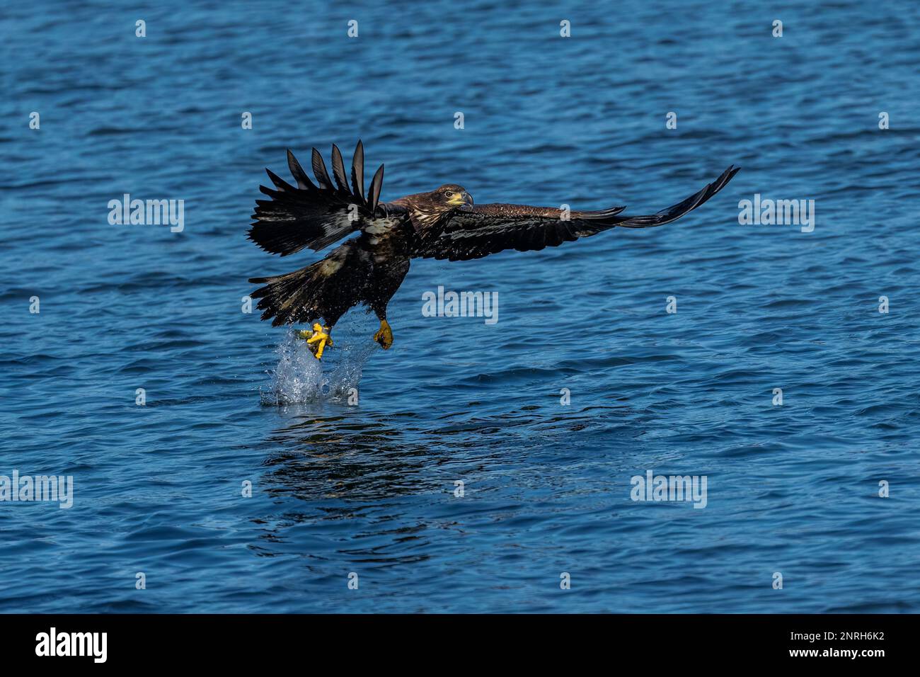 A majestic bald eagle glides in the air, hovering over a tranquil body ...