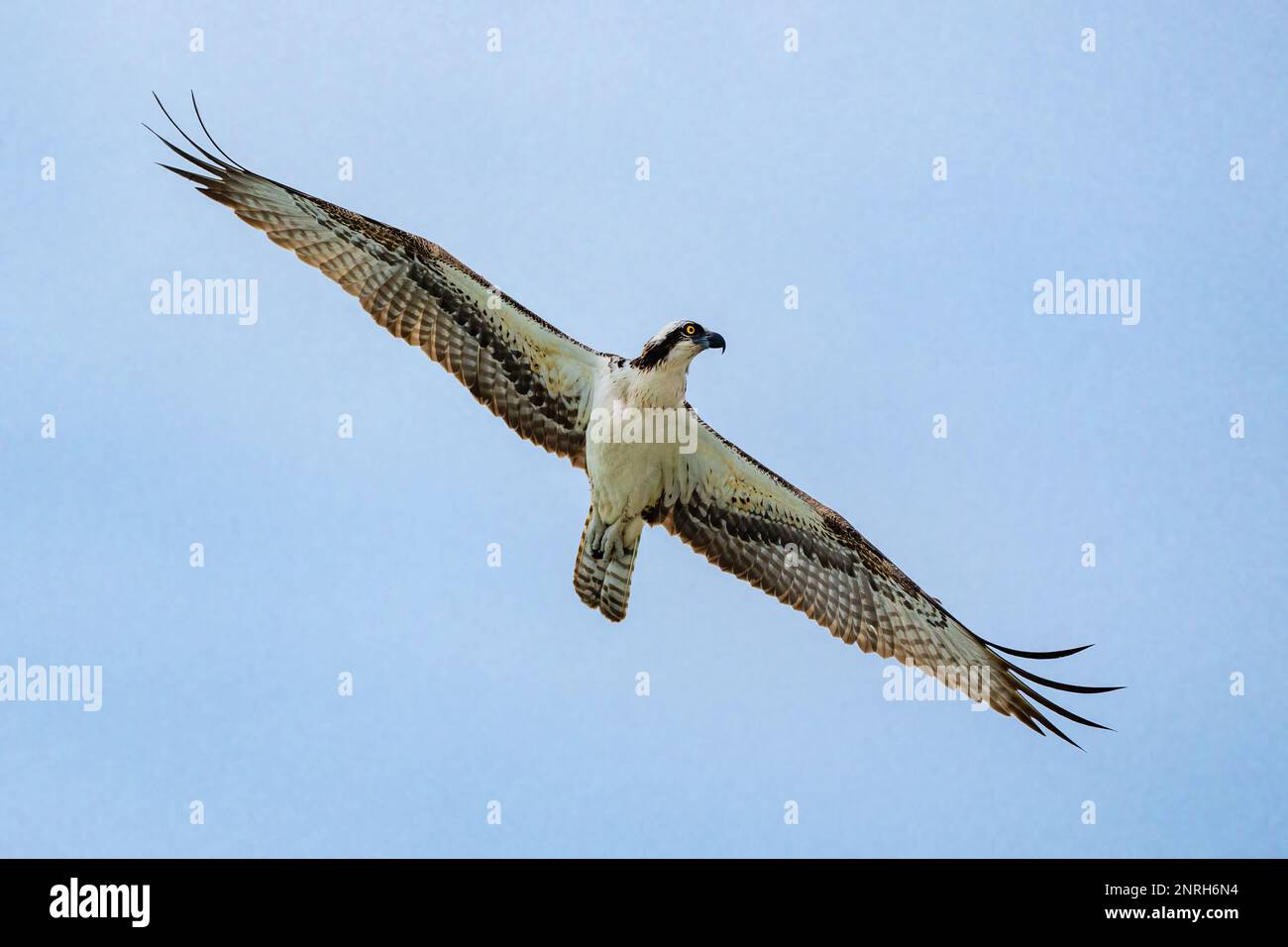 A majestic osprey takes flight with its wings spread wide, capturing ...