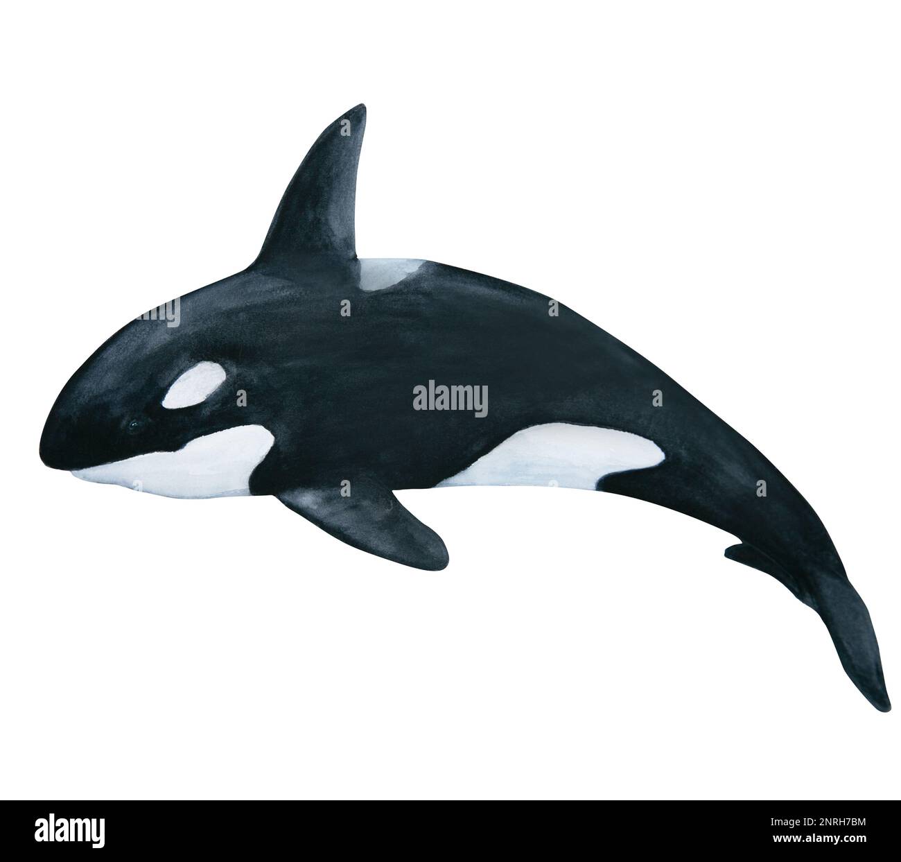 Orca or killer whale watercolor illustration isolated on white ...