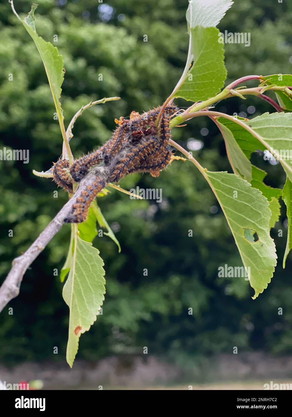 The caterpillar is the larva of lepidopterans, that is to say insects ...
