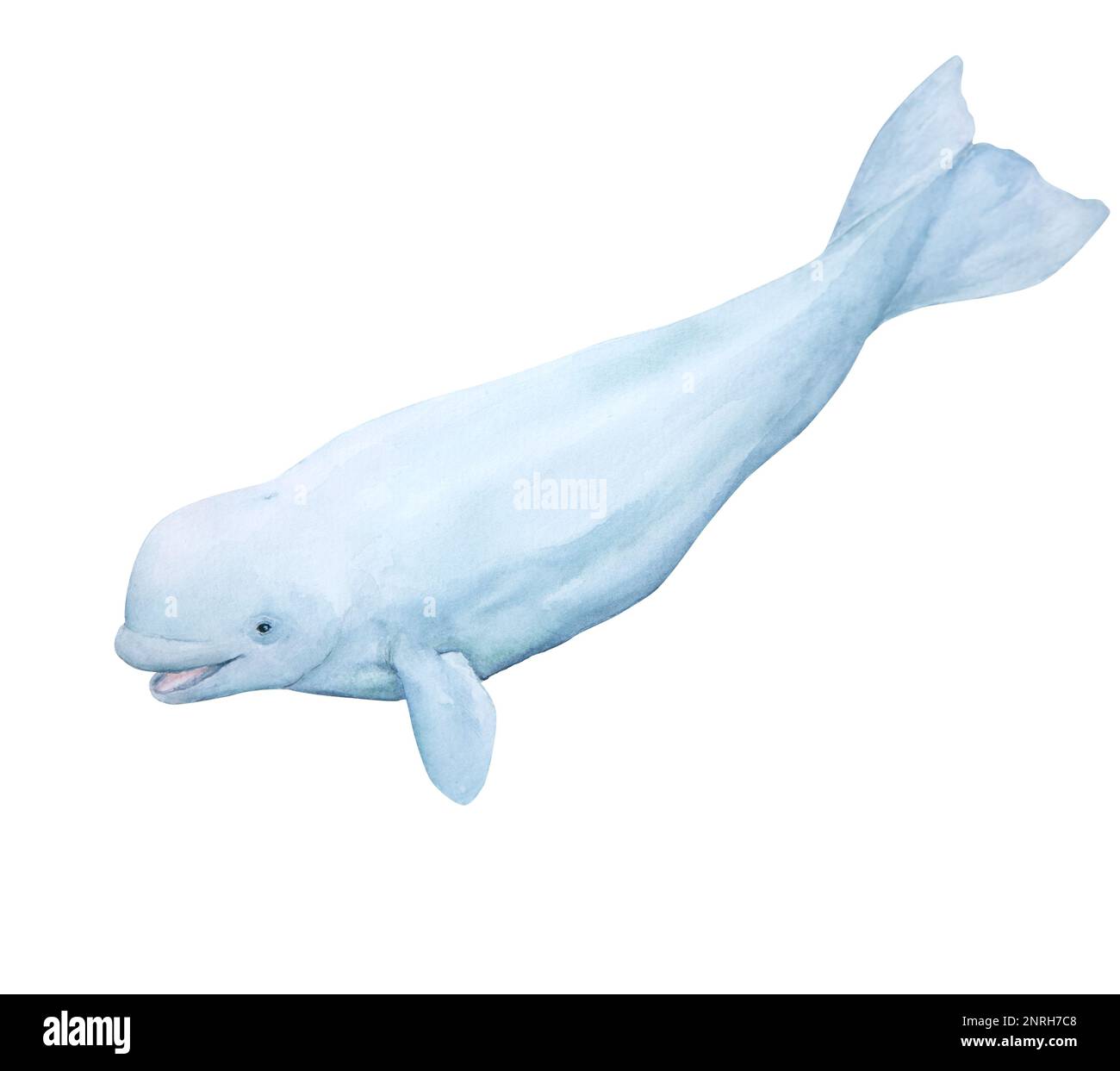 White wale watercolor illustration isolated on white background Stock ...