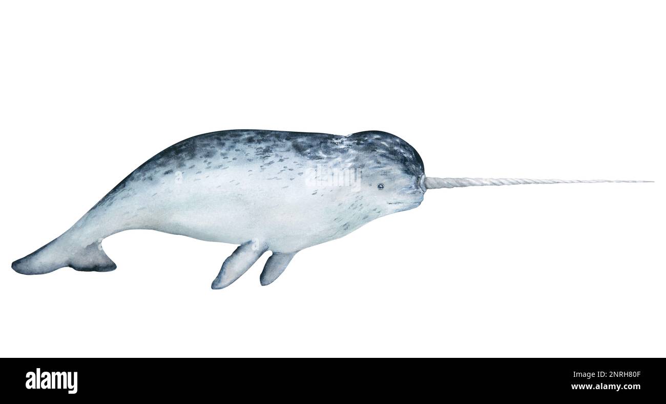 Narwhal Song Wallpaper