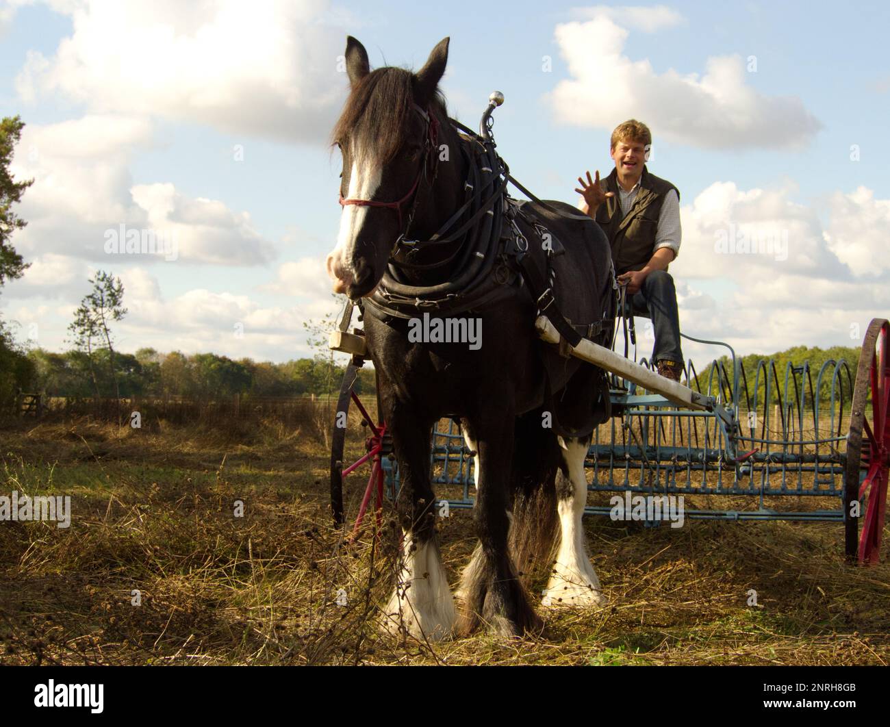 Man with shire horse haymaking with traditional rake Stock Photo - Alamy