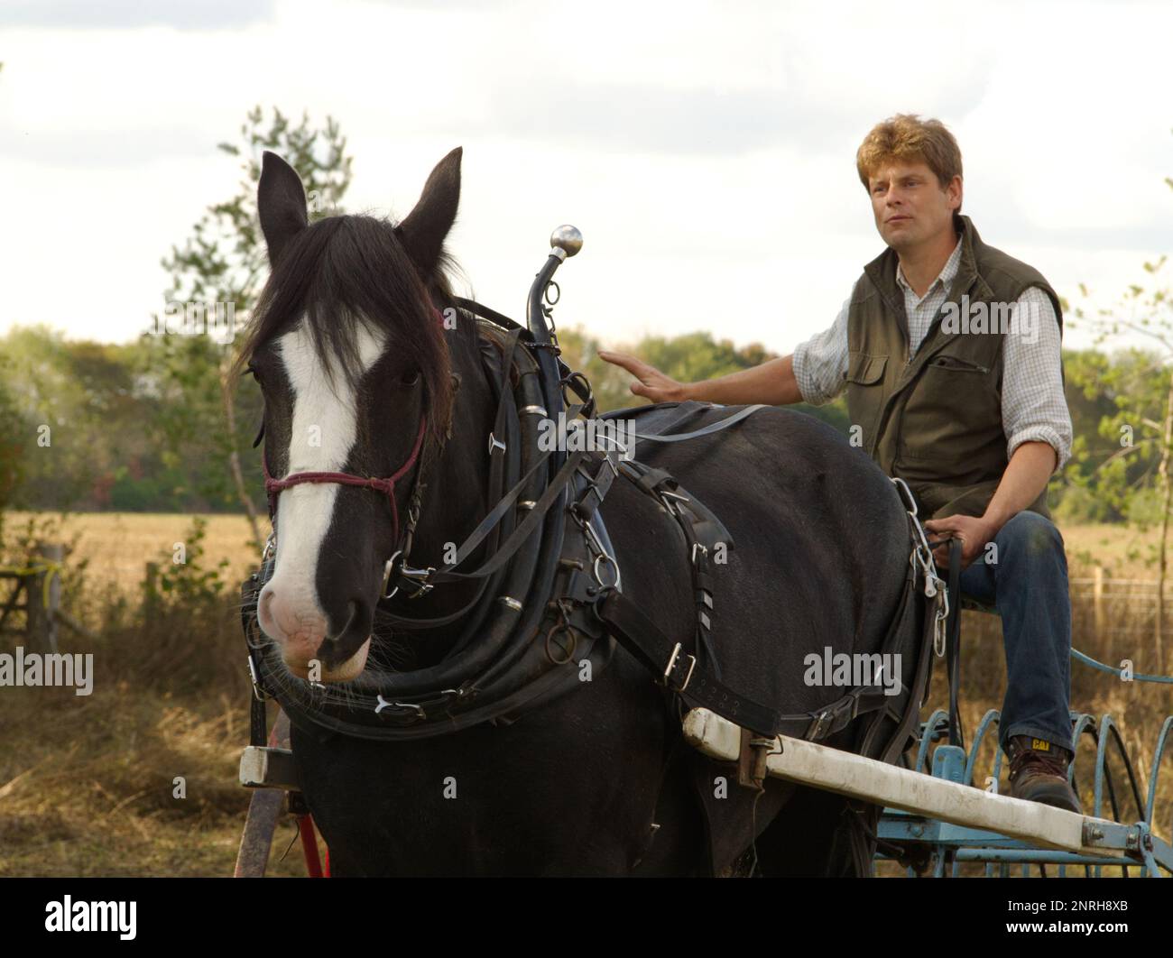 Man with shire horse haymaking with traditional rake Stock Photo - Alamy