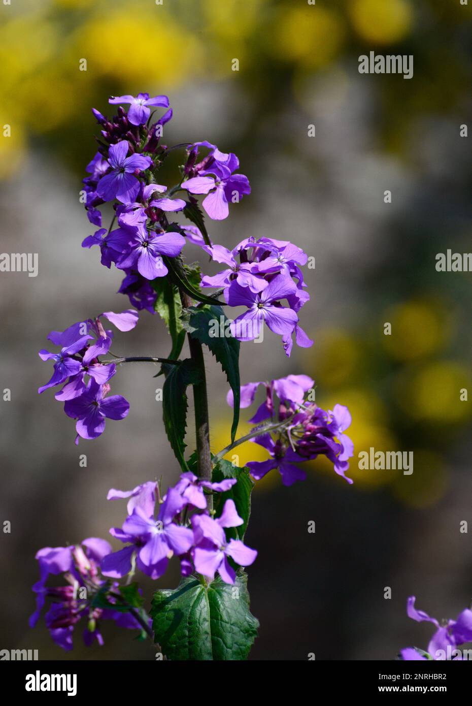 Honesty in flower hi-res stock photography and images - Alamy