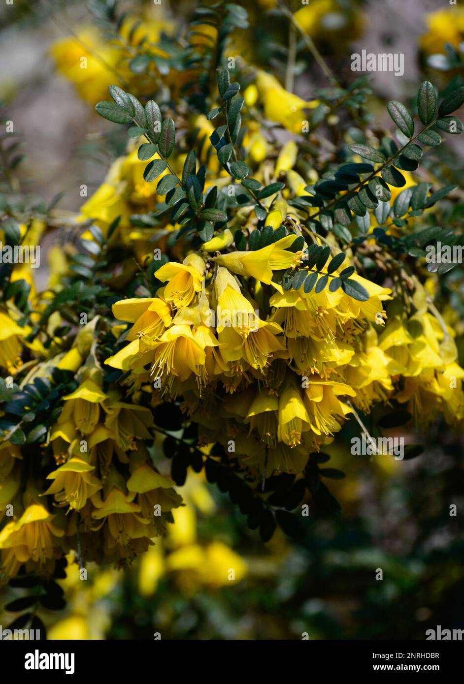 Sophora sun king hi-res stock photography and images - Alamy