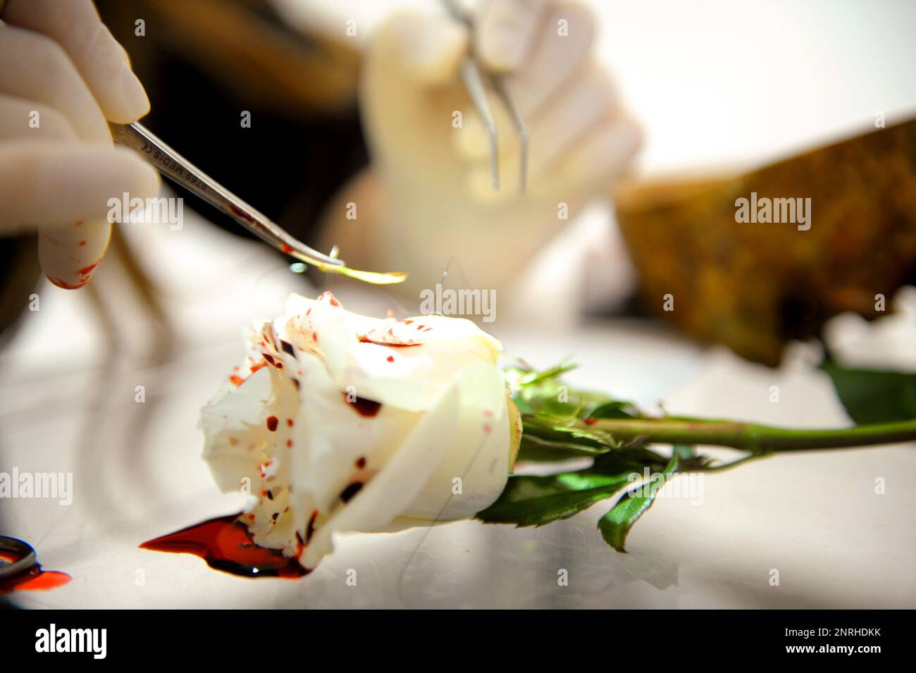 White rose with artificial blood scalpel and surgical instruments for ...